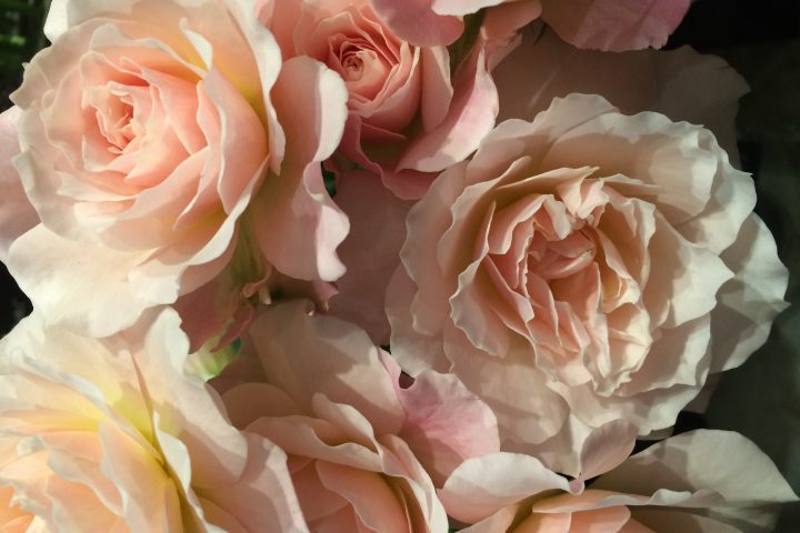 Relight Action – Relight Project